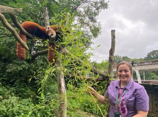 Longleat Forest sponsors red panda
