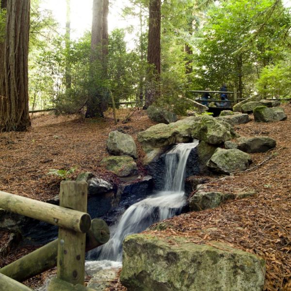 What’s so special about Longleat Forest?